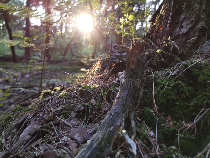 Trees in a Forrest Landscape Stock Photo - Image of jungle, trail ...