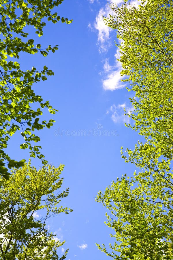 Trees framing blue sky stock photo. Image of blue, outdoor - 5096090