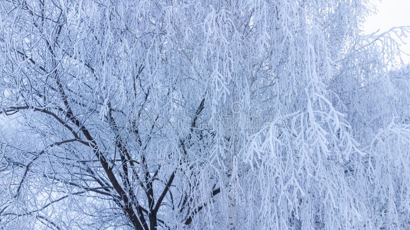 Trees after freezing rain stock image. Image of background - 242026815