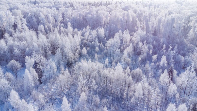 Trees after freezing rain stock image. Image of frosty - 242346547