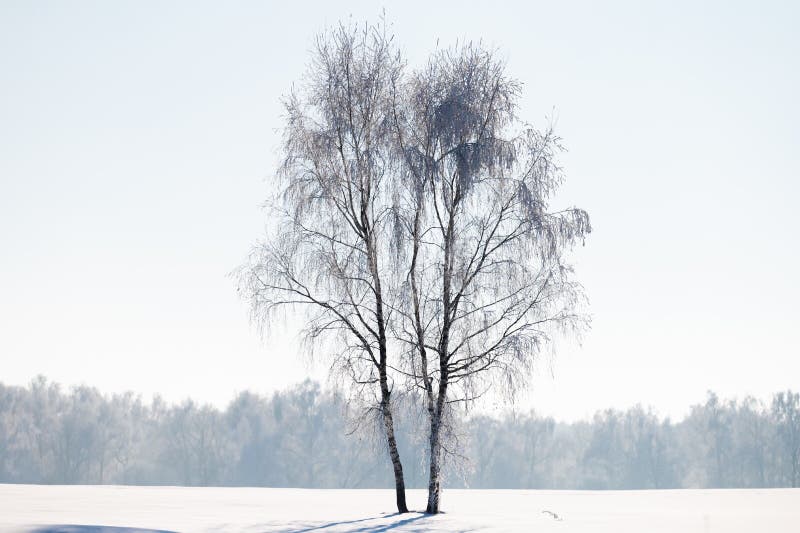 Trees after freezing rain stock photo. Image of cold - 242346708