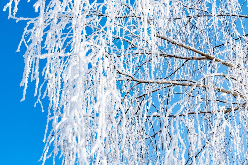 Trees after freezing rain stock photo. Image of frosty - 242470128