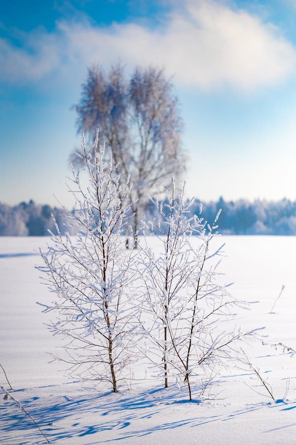 Trees after freezing rain stock image. Image of frost - 242802165