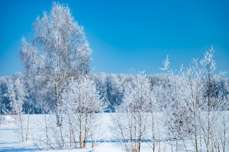 Trees after freezing rain stock image. Image of forest - 242802171