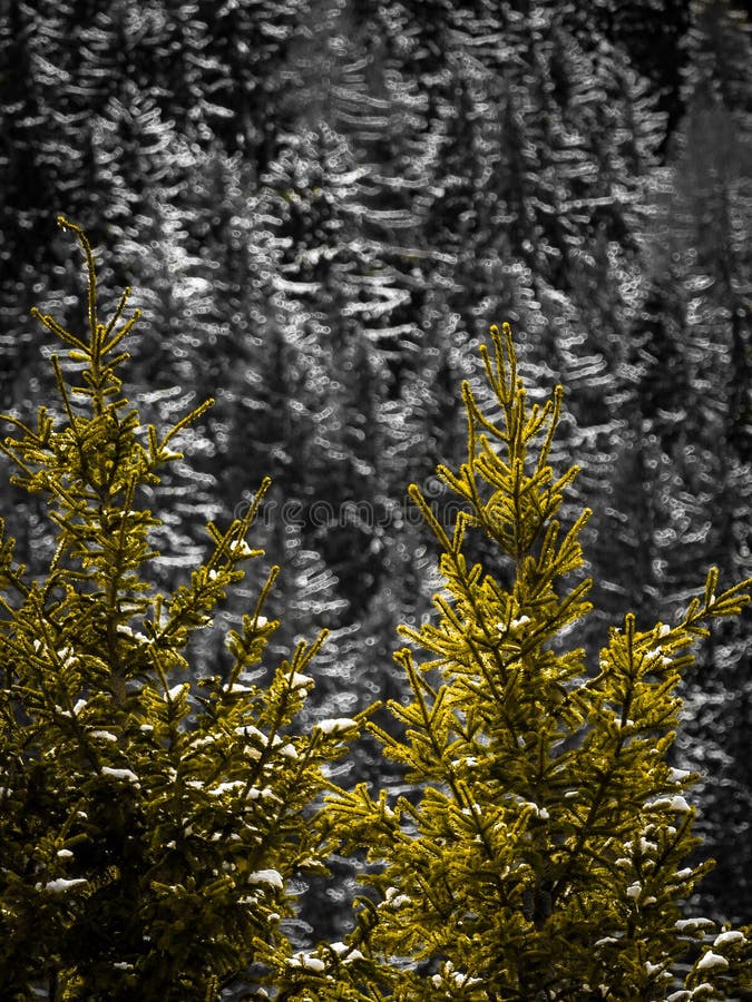 Trees in the French Alps with a Black and White Background Stock Photo ...