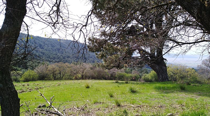 Trees and fresh grass stock photo. Image of abide, forest - 114003098