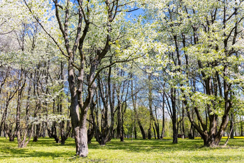 Trees with Fresh Green Foliage in City Park Stock Image - Image of ...