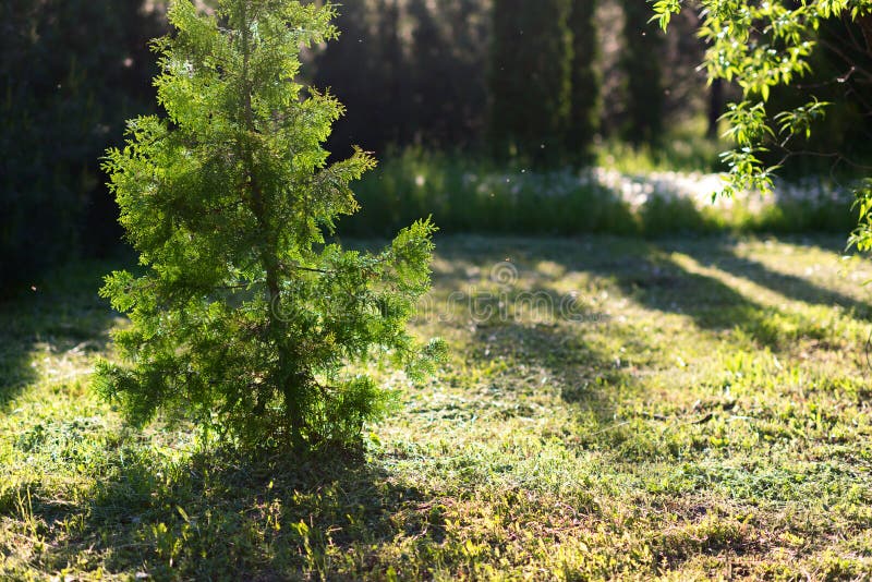 Trees with Fresh Green Leafage in a Small City Park Under Sun Li Stock ...