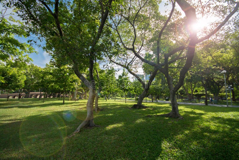 Trees with Fresh Green Leaves in Park Stock Photo - Image of white ...