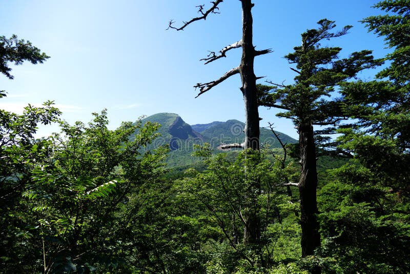Trees in Front of Blue Sky, Ebino Kogen, Kyushu, Japan Stock Image ...