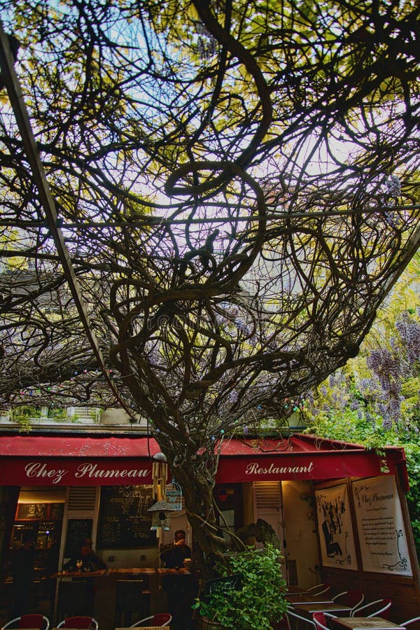 Trees in Front of French Cafe Editorial Stock Image - Image of paris ...