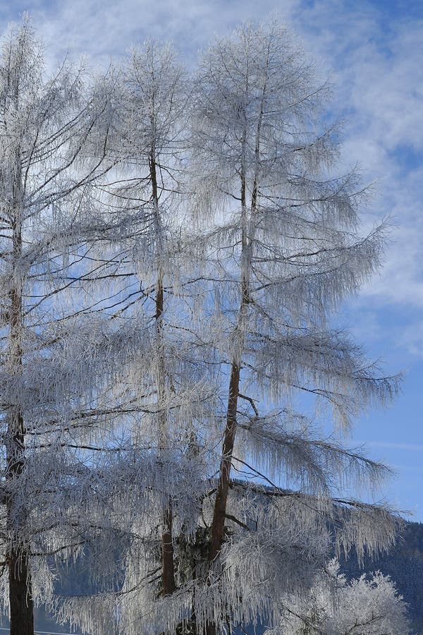 Trees with frost stock image. Image of trees, mountains - 12520775