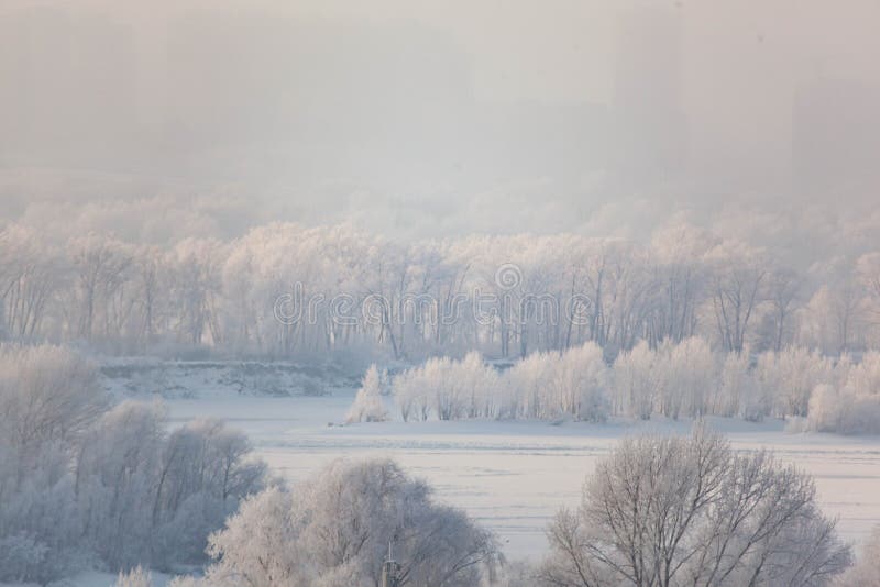 Trees in frost and fog stock photo. Image of cool, cold - 180676046