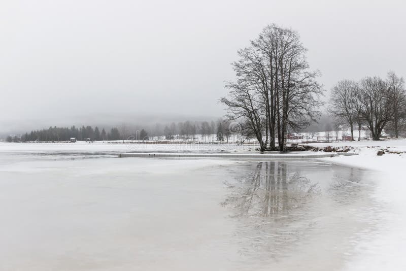 Trees at Frozen Lakeside in Winter Stock Image - Image of pond, bald ...