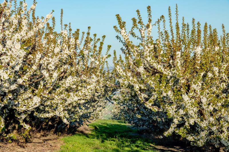 Trees in a Fruit Orchard in the Spring Time Stock Image - Image of ...