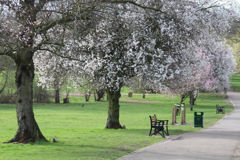 Tree Lined Paths Full of Blossom Stock Image - Image of tree, path ...