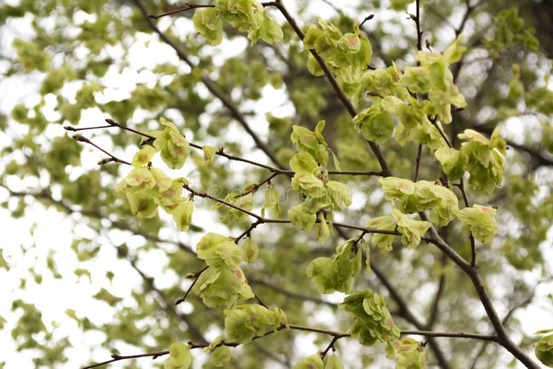 Tree with Green and Pink Leaves Details Stock Photo - Image of pattern ...