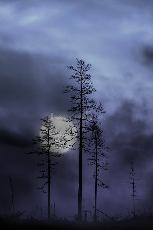 Trees in full moon stock image. Image of night, full - 66061313