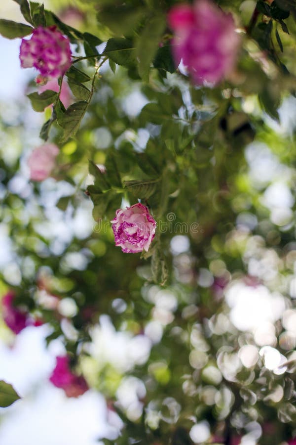 The Trees are Full of Pink, Beautiful and Joyful Roses Stock Photo ...