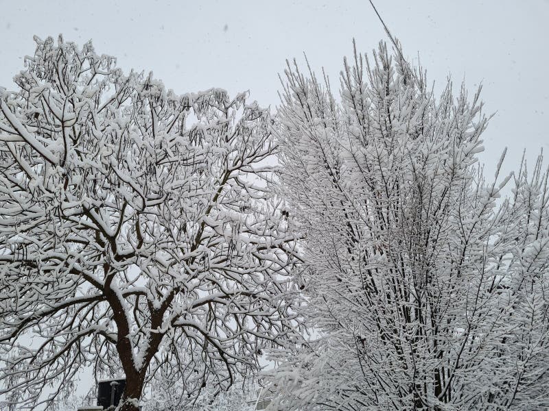 Trees full of snow stock image. Image of full, frost - 286628399