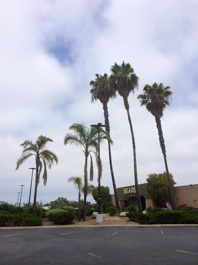 Trees editorial photo. Image of cali, trees, cool - 66055771