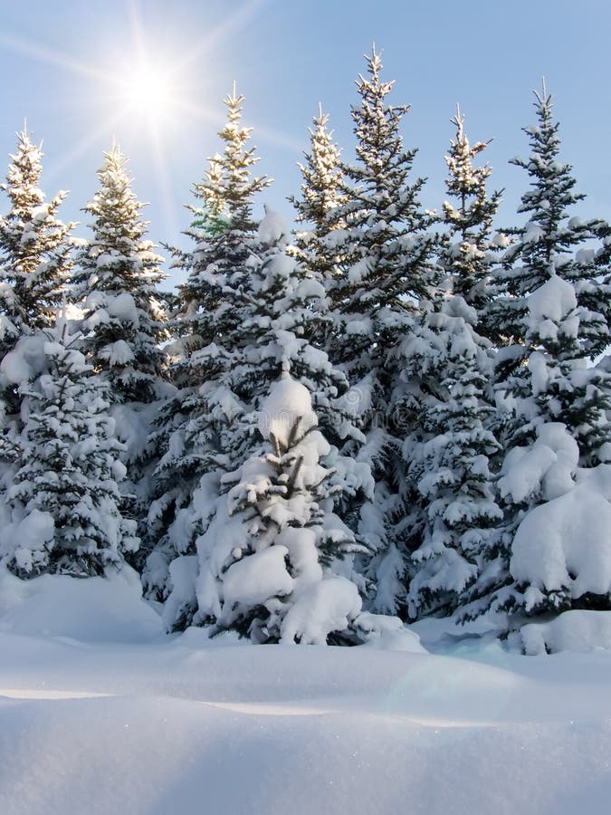Trees fur-tree winter stock image. Image of frost, winter - 12564129