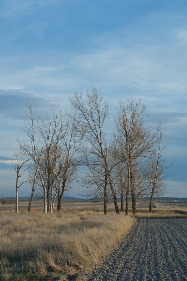 Trees in a Plain. Gallocanta Lagoon. Aragon. Stock Photo - Image of ...