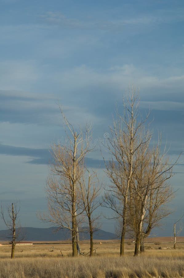 Trees in a Plain. Gallocanta Lagoon. Aragon. Stock Photo - Image of ...