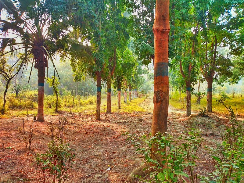 Trees in the garden stock photo. Image of trees, natural - 133325602