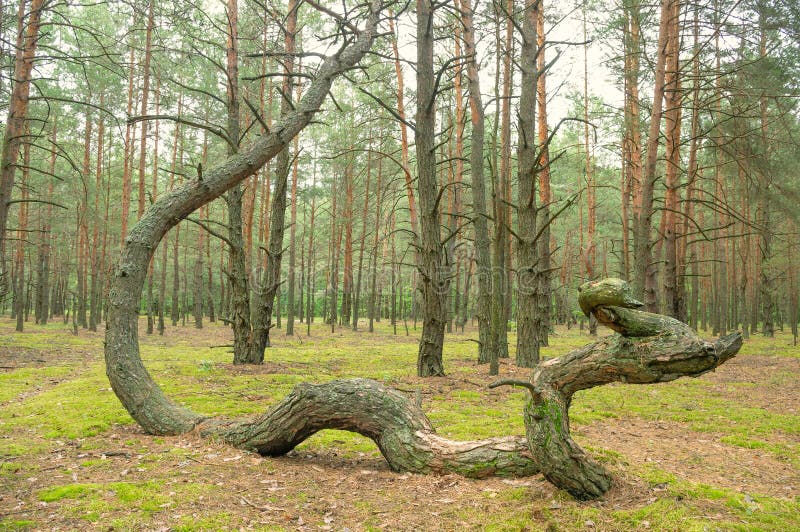 Trees in a Geopathogenic Zone Stock Photo - Image of europe, bare ...