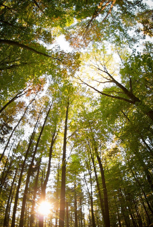 4,738 Beautiful German Black Forest Stock Photos - Free & Royalty-Free ...