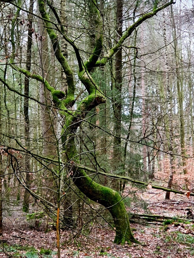 Trees in german forest stock photo. Image of branch - 306669536