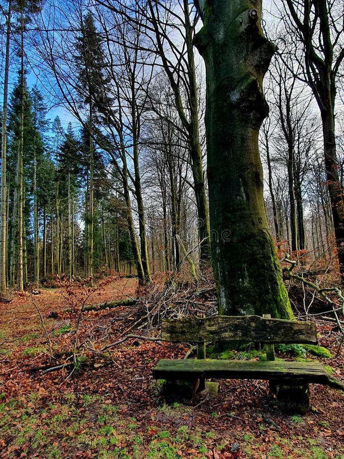 Trees in german forest stock photo. Image of wilderness - 306669742