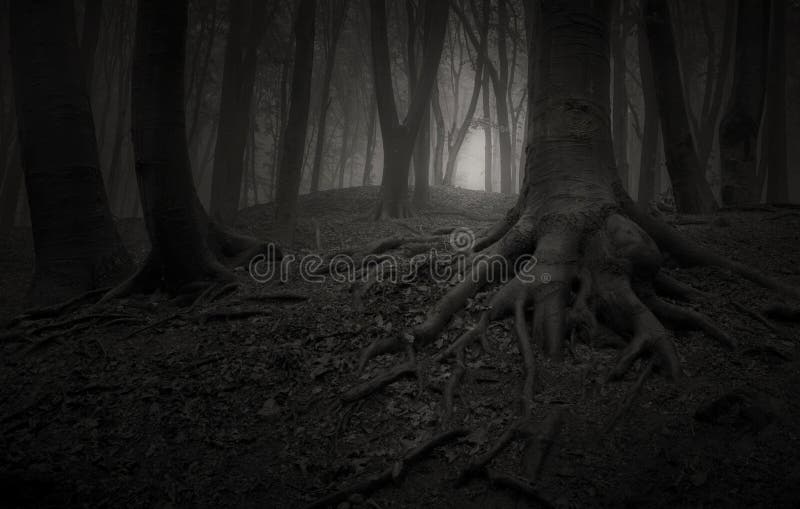 Trees with Giant Roots in Dark Haunted Forest Stock Photo - Image of ...