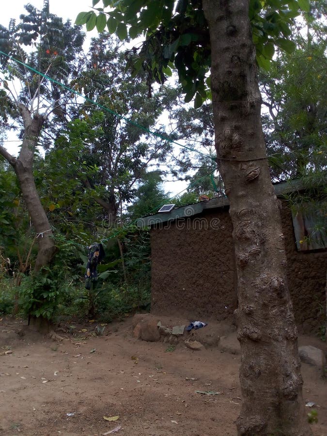 Trees Gives a Very Cool Climate Stock Photo - Image of woodland, yard ...