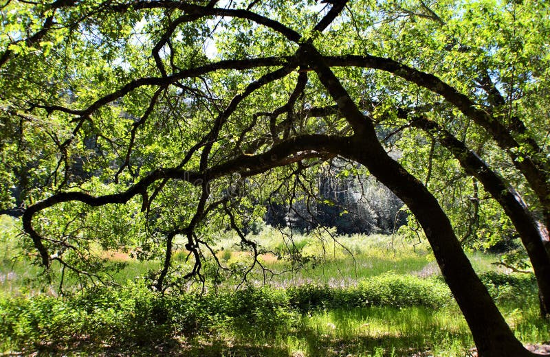 Trees on a Glade in the Autumn Wood Stock Image - Image of grass ...
