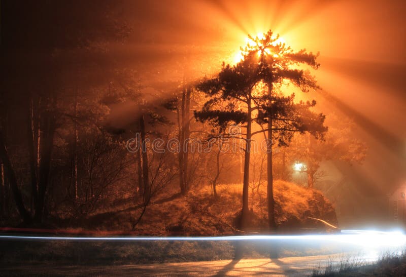 Trees with Glowing Lights at Night Stock Image - Image of environment ...