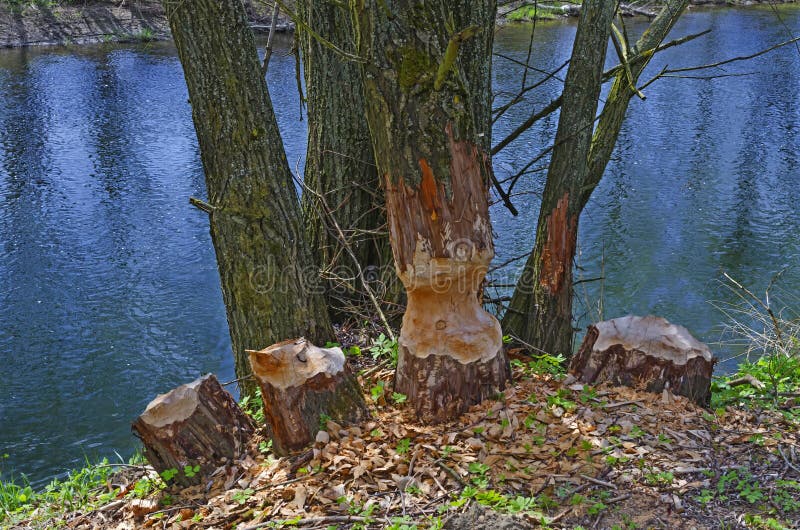 Trees gnawed by beavers stock photo. Image of outdoors - 65089130