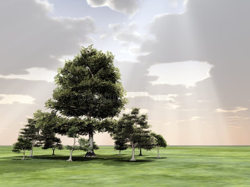 Trees in the god rays stock illustration. Illustration of gray - 12350376