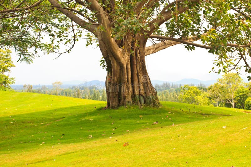 Trees on the golf course stock image. Image of bark, ground - 26090789