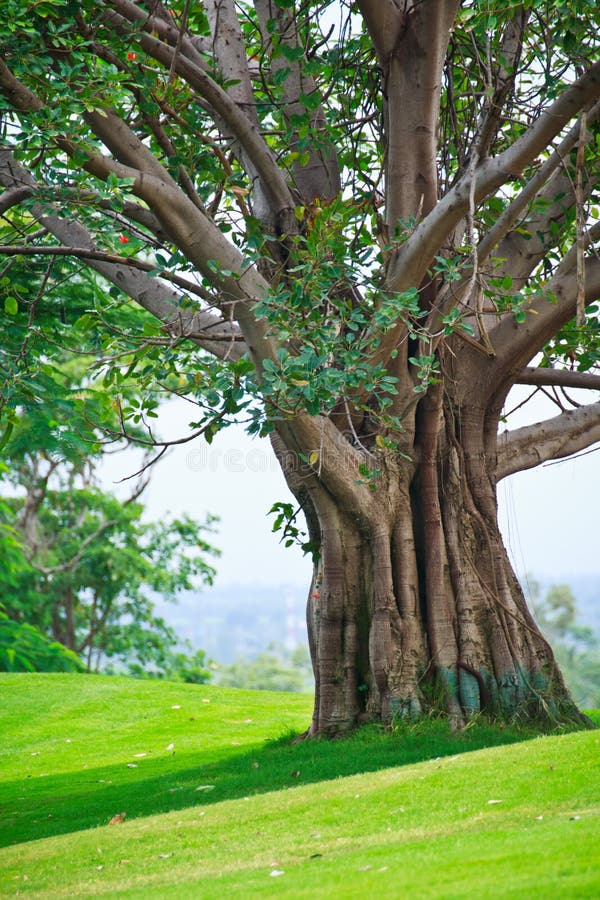 Tree and roots stock photo. Image of foliage, aged, deep - 76421154