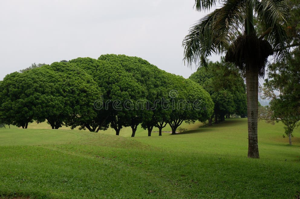 Trees in the golf course. stock photo. Image of field - 247259432