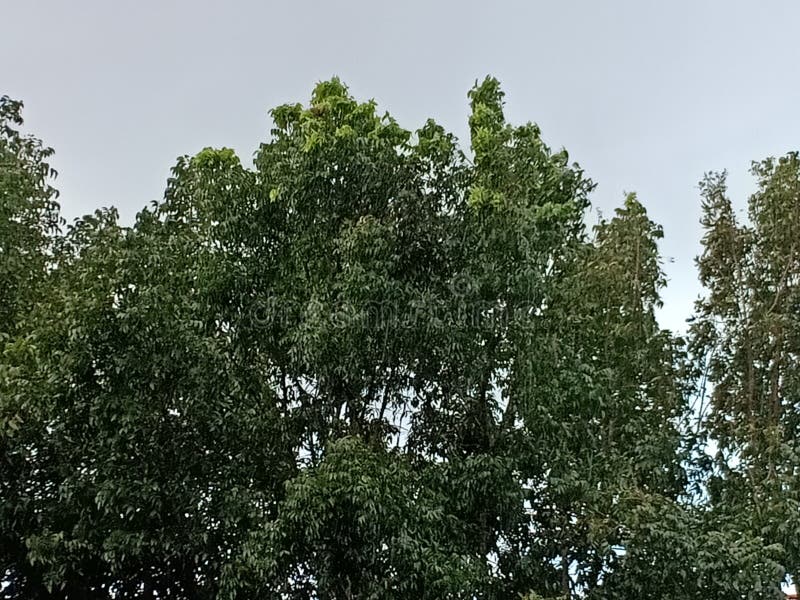 Trees stock photo. Image of vivid, good, trees, view - 132910490