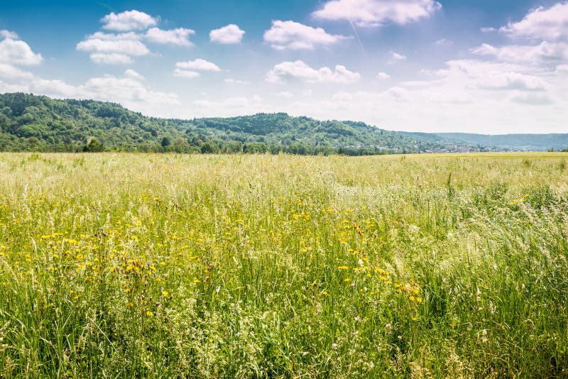 Field and forest stock image. Image of plant, freedom - 102813683