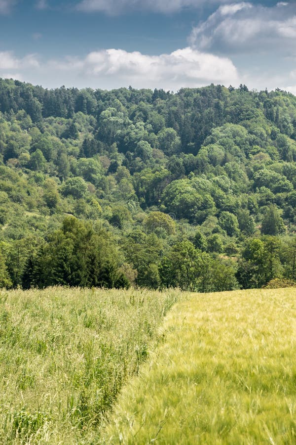 Field and forest stock photo. Image of peace, nature - 102813852