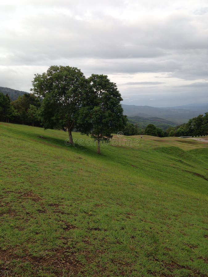 Trees stock photo. Image of nature, hill, green, trees - 83630732