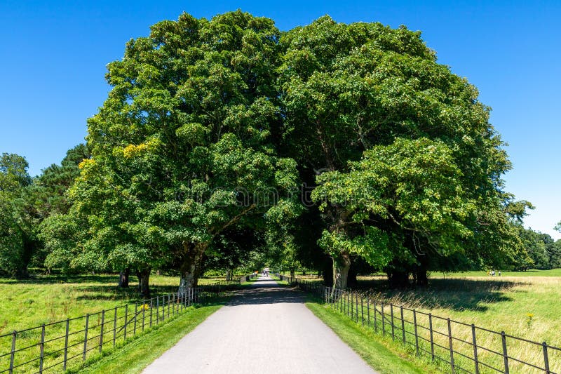 Trees, Grass Fields and Foot Path in Killarney Stock Photo - Image of ...