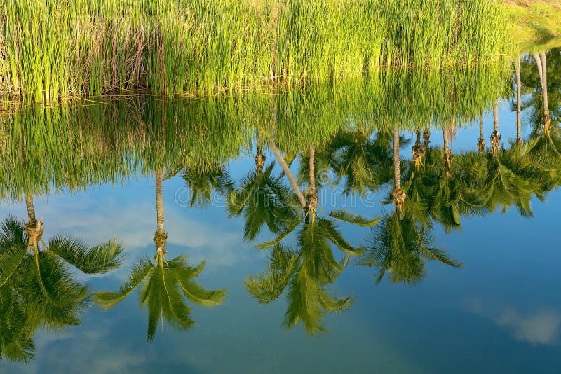 A Row of Trees Reflected in the Water of a Still Lake Stock Image ...
