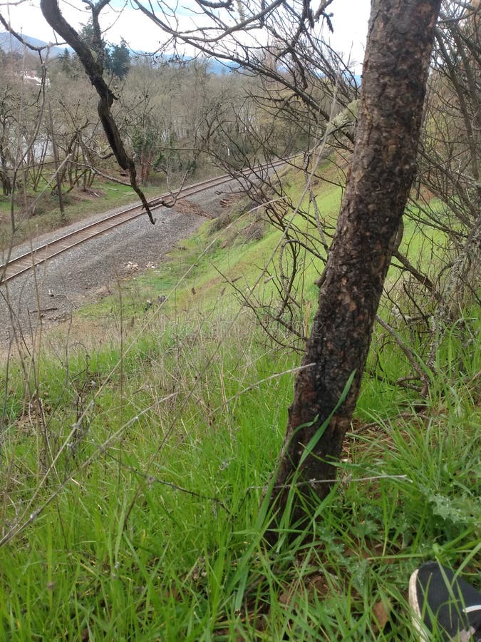 Trees Grass Train Tracks Sky Stock Image - Image of grass, tracks ...