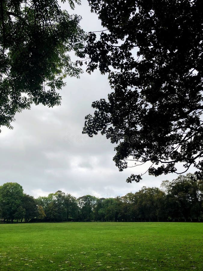 Trees in a grassy field stock image. Image of tree, nature - 257029967
